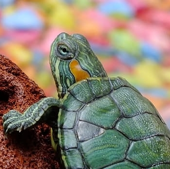 Keeping Turtles As Pets | What Do Turtles Eat