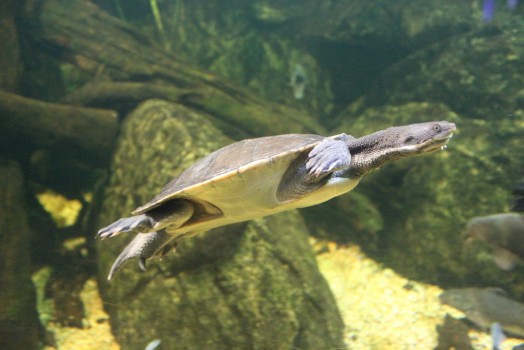 What Do Freshwater Turtles Eat | What Do Turtles Eat