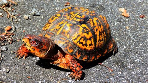 Eastern Box Turtle | What Do Turtles Eat